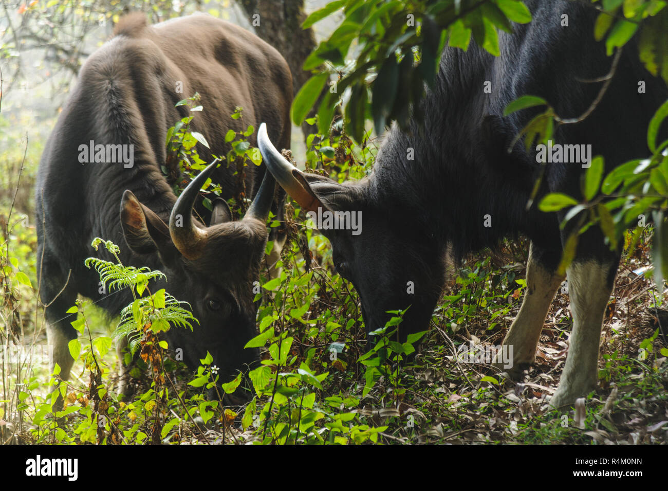 Gaur bull sits on in the jungle Stock Photo - Alamy