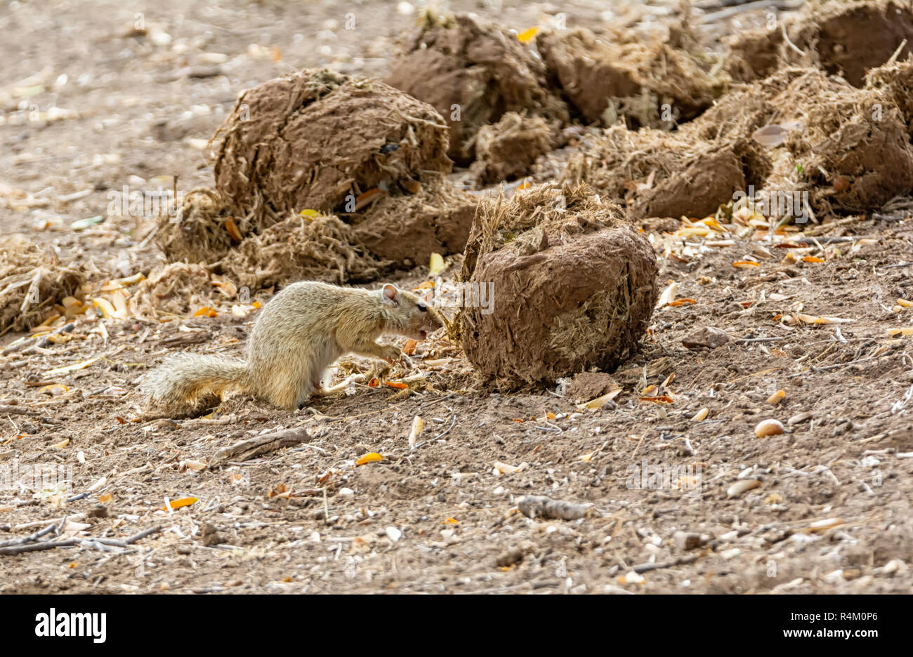 An African Tree Squirrel foraging in Elephant dung in Southern African ...