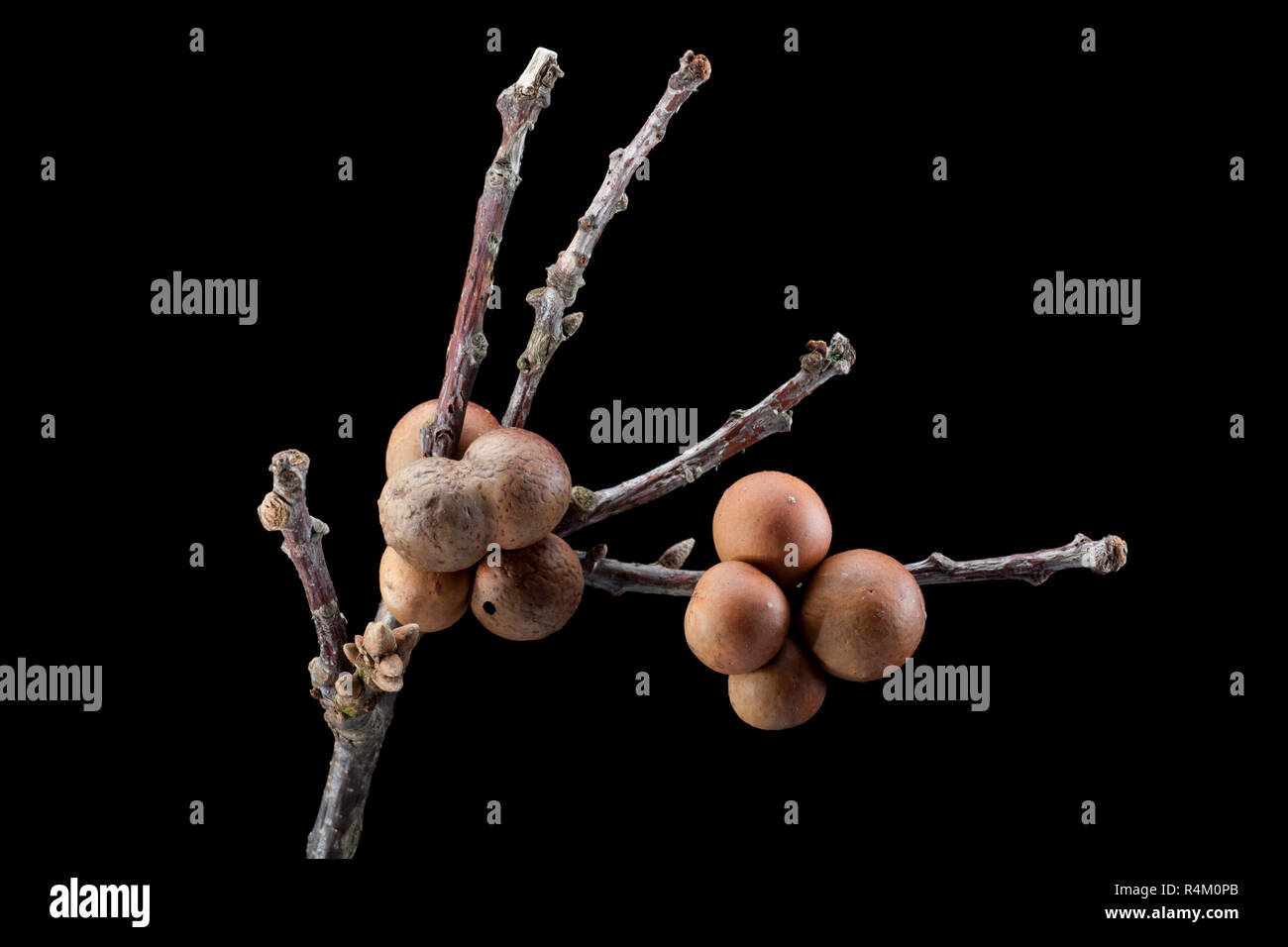 A group of Marble Oak galls, Andricus kollari, photographed in a studio ...