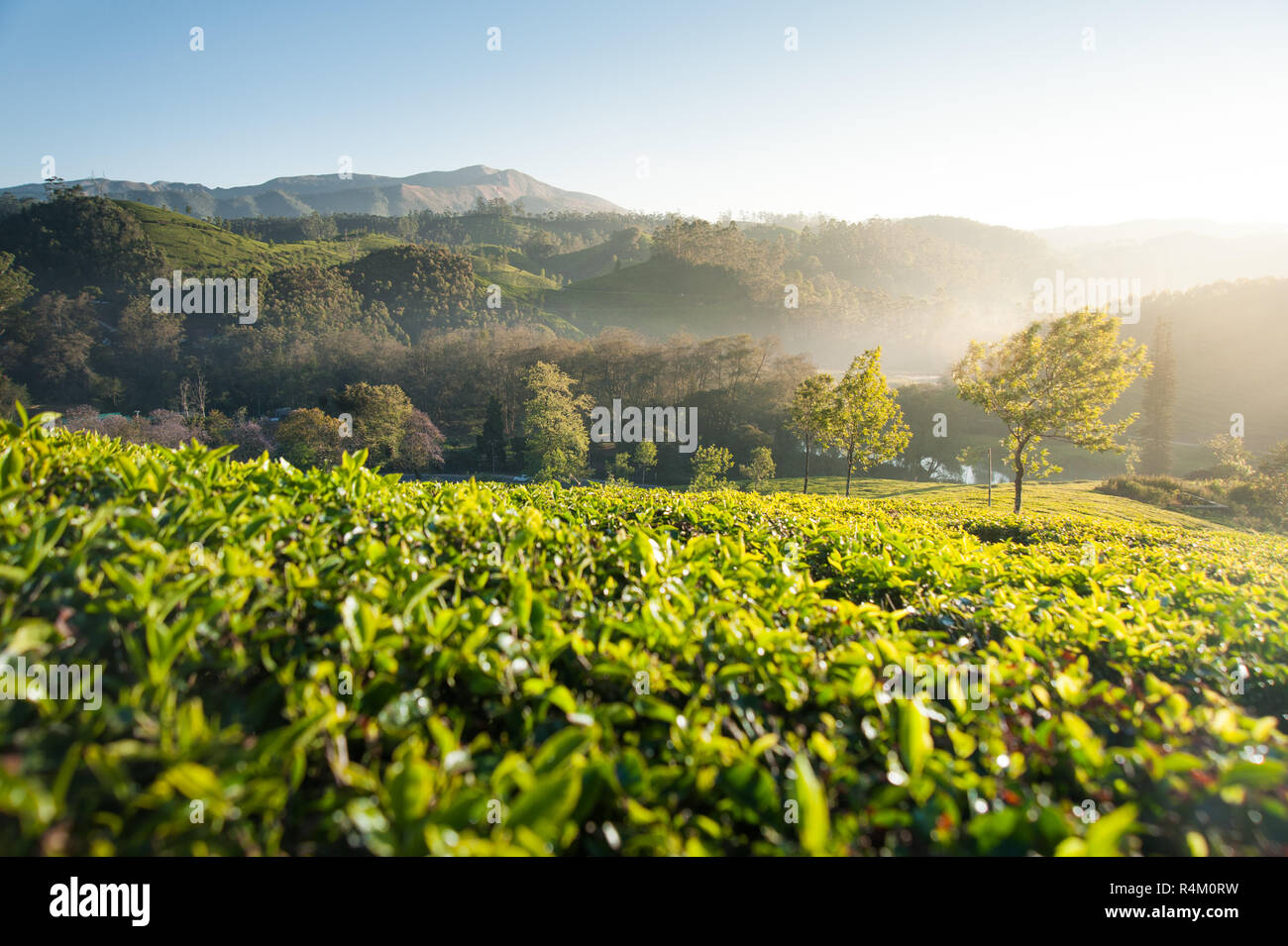 Big tea tree hi-res stock photography and images - Alamy