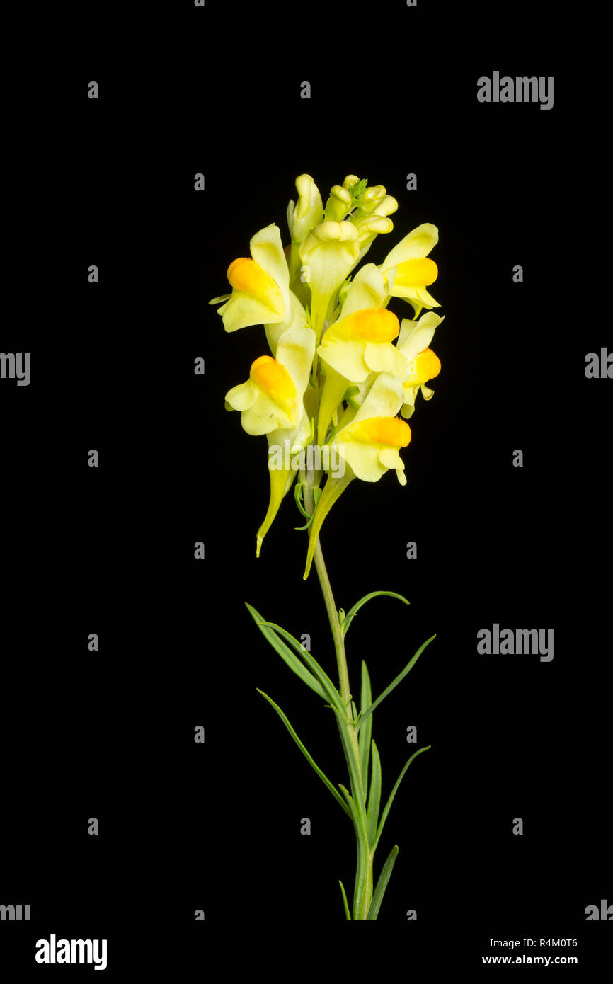 Common Toadflax, Linaria vulgaris, photographed in a studio on a black ...