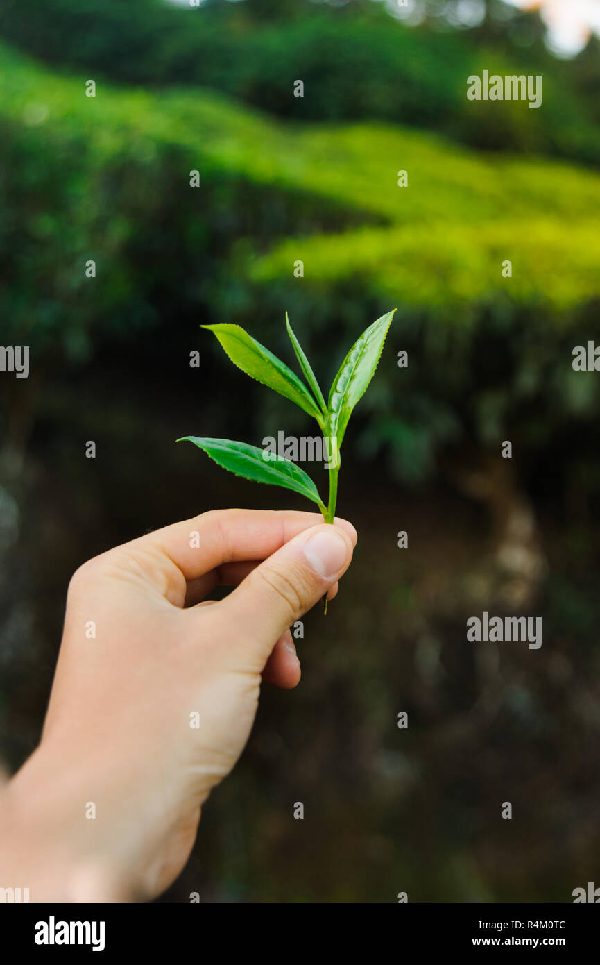 vertical Photo of fresh tea leaves in man hand first person view Stock ...