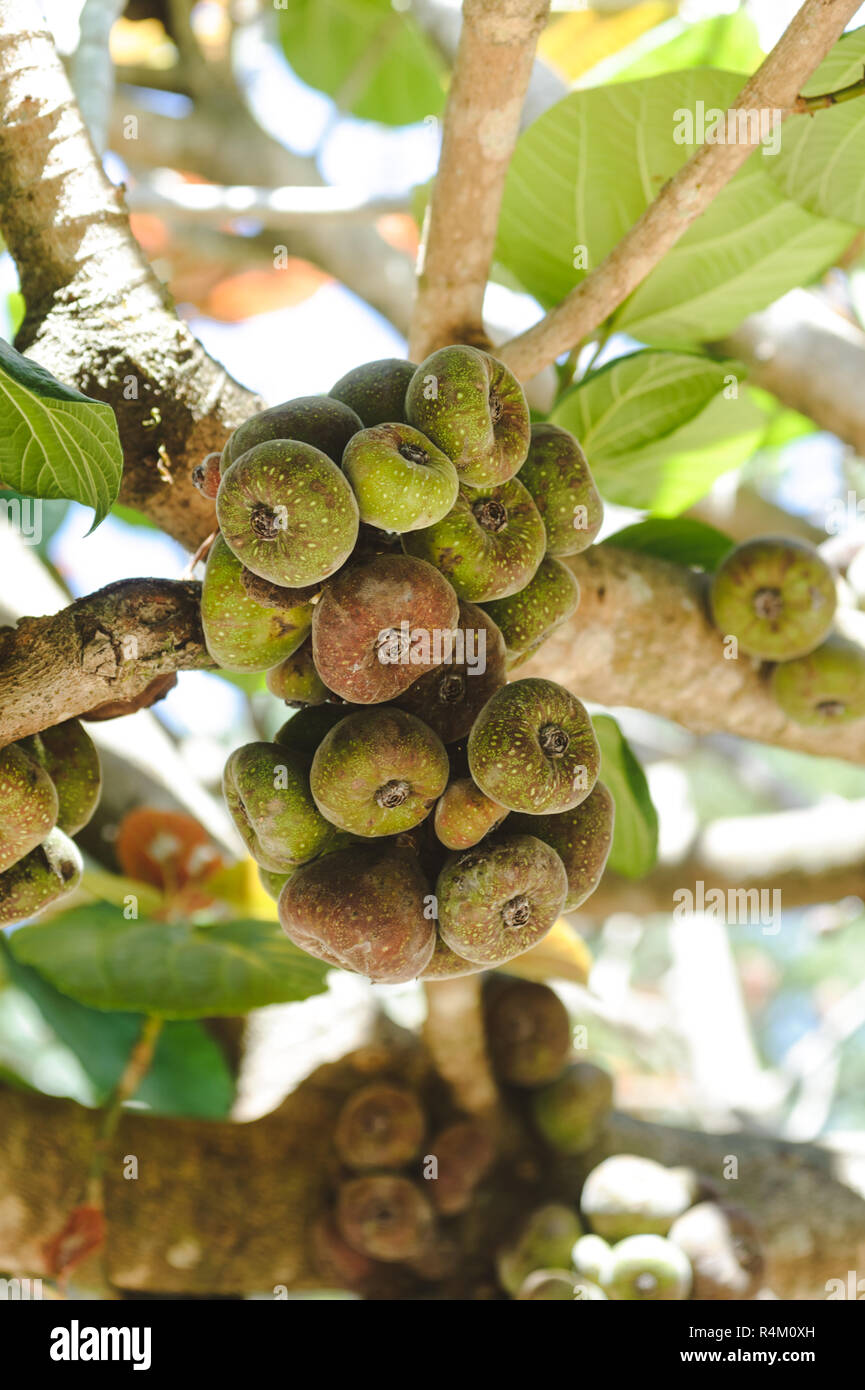 Fig tree summer photo hi-res stock photography and images - Alamy