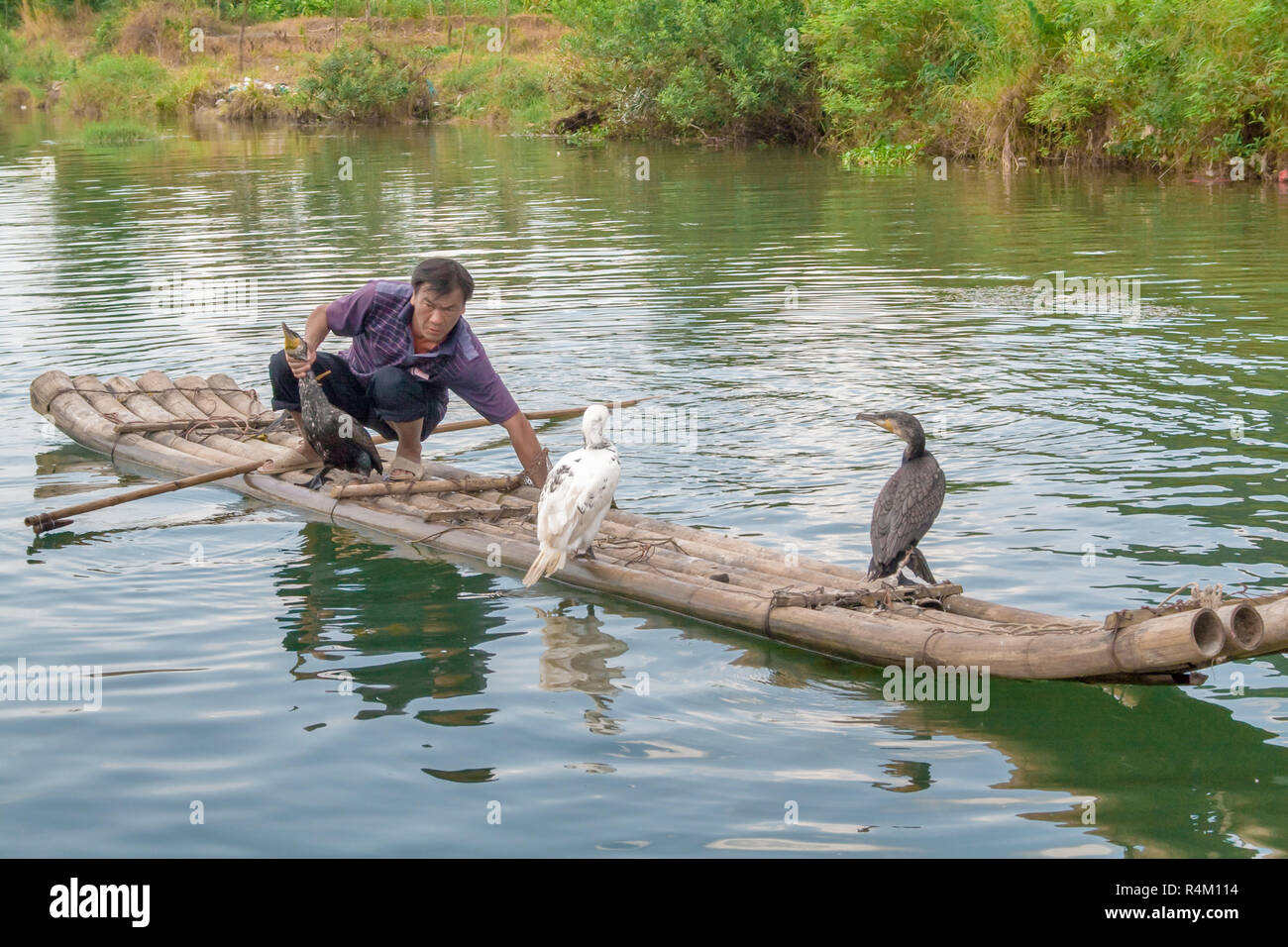 Cormorant Bird Fishing