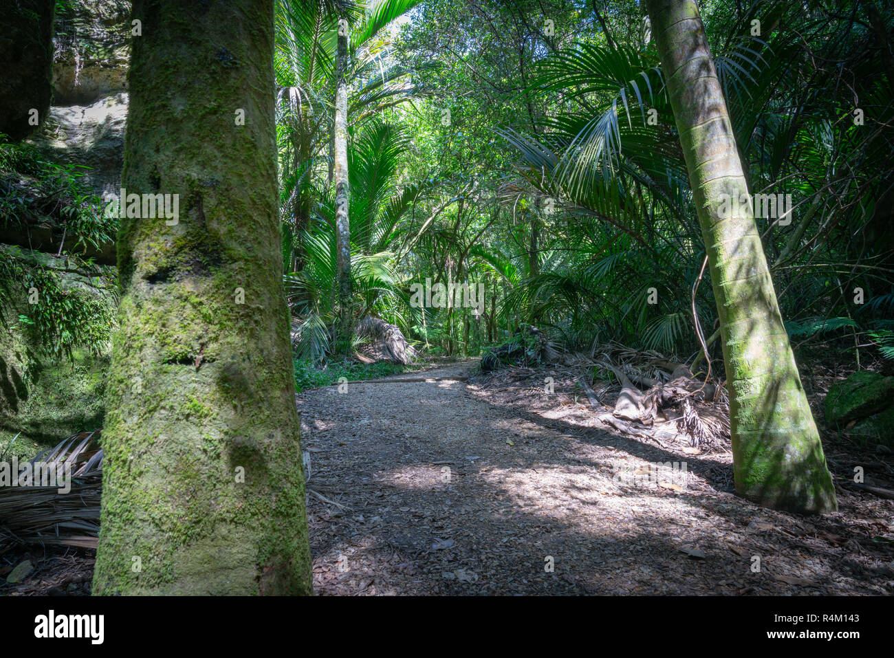 The Grove native bush walk near Pohara South Island Stock Photo - Alamy