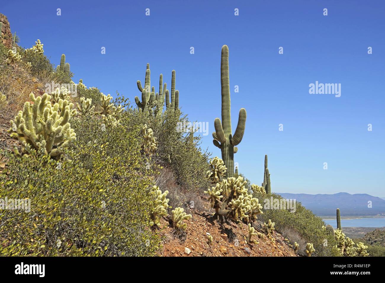 Dendriform hi-res stock photography and images - Alamy
