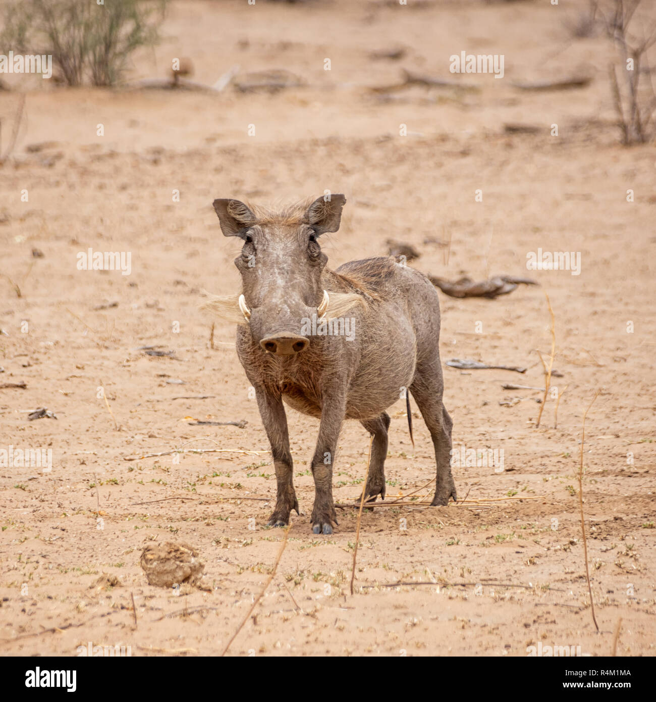 A Warthog in Southern African savanna Stock Photo - Alamy