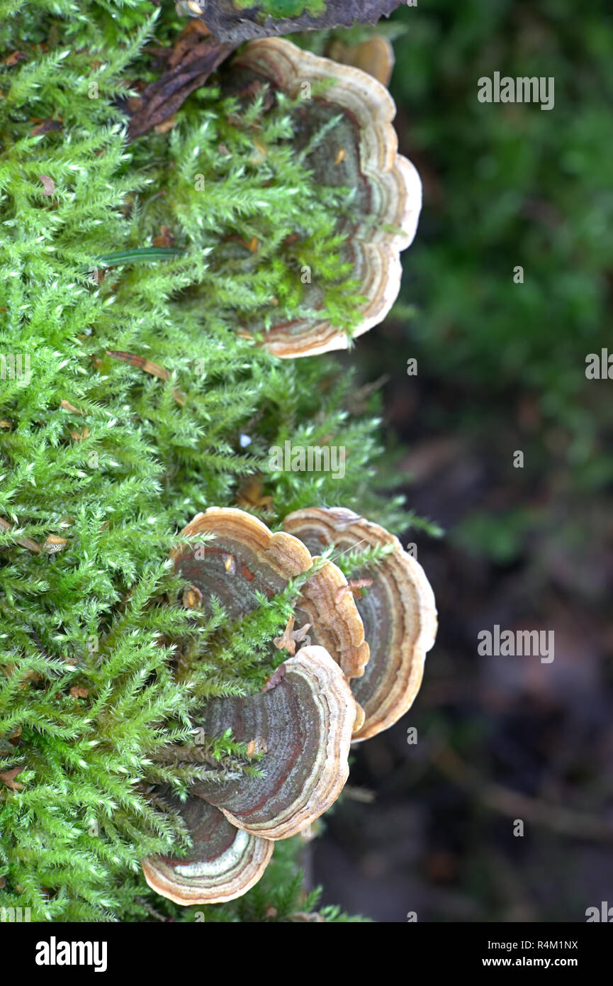 Yellow curtain crust, Stereum subtomentosum Stock Photo - Alamy