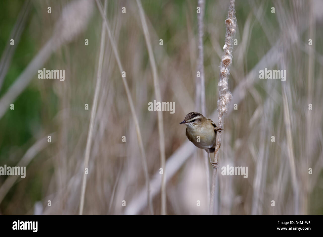 Dead reed stem hi-res stock photography and images - Alamy