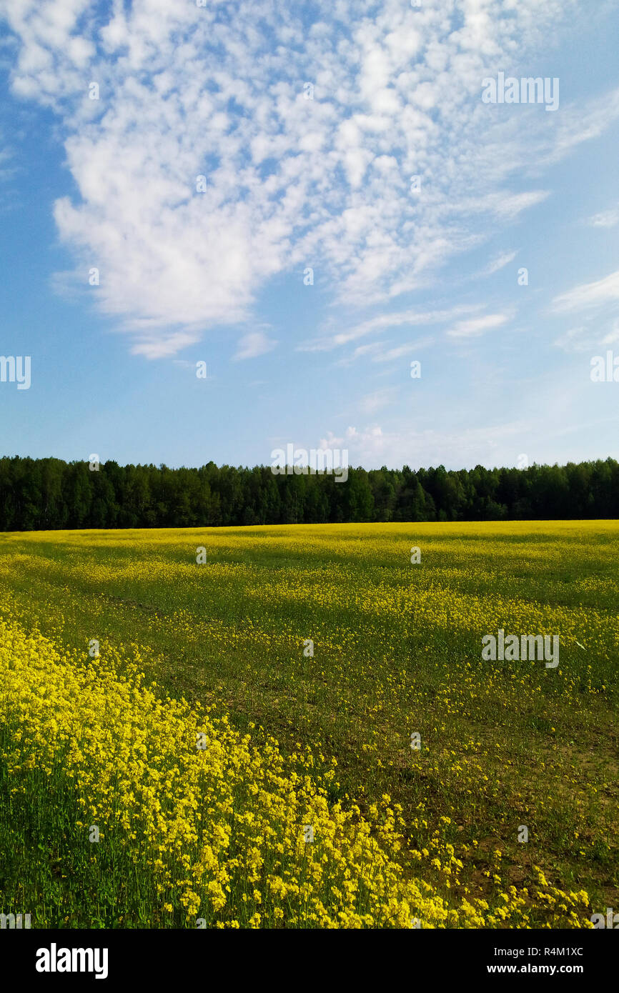 Large grassland of rapeseed under blue sky and white clouds Stock Photo ...