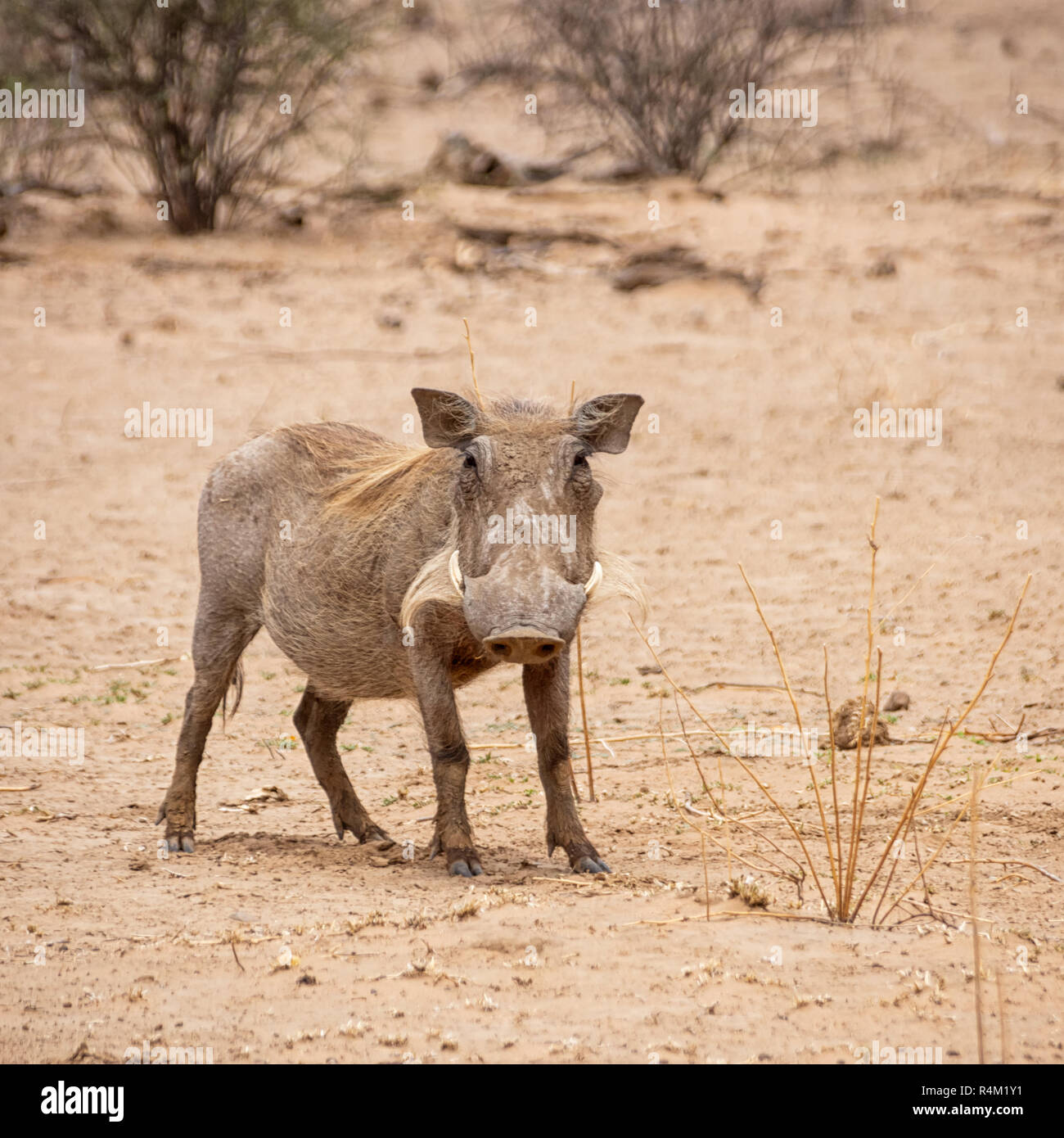 A Warthog in Southern African savanna Stock Photo - Alamy