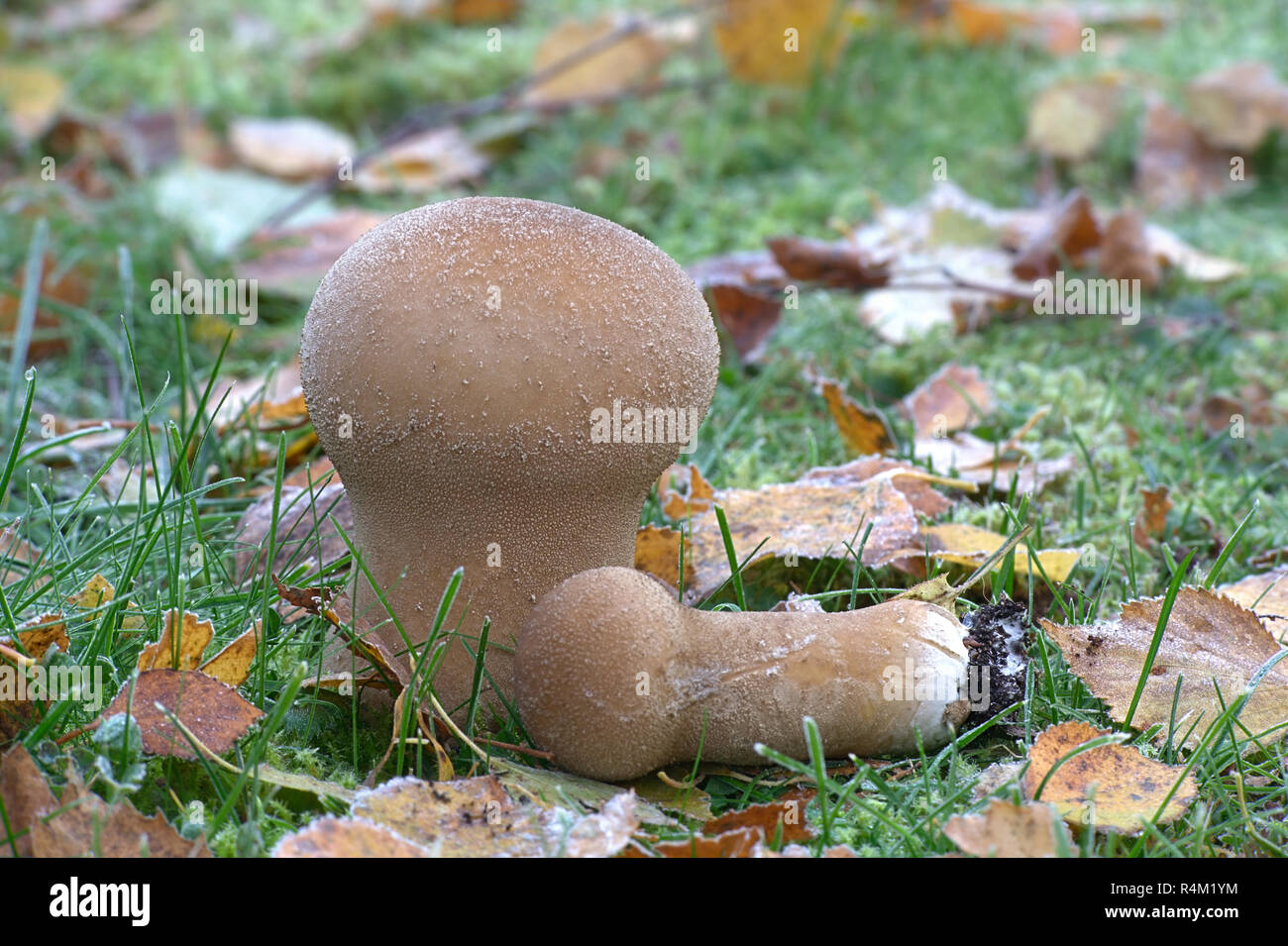 Lycoperdon utriforme, also called Calvatia caelata and Handkea ...
