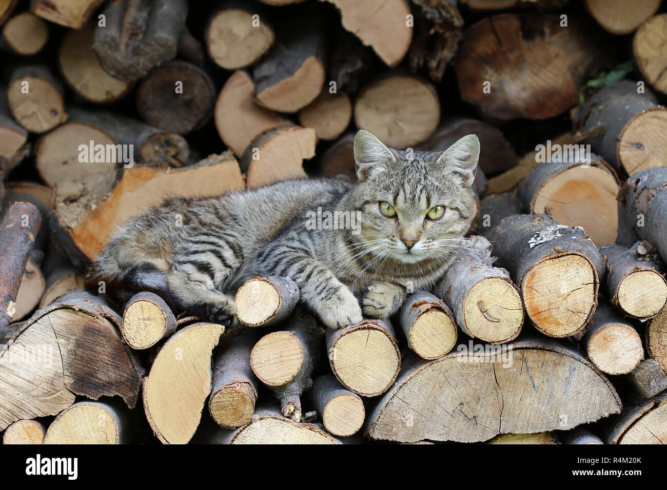 Cat resting on a heap of logs Stock Photo - Alamy