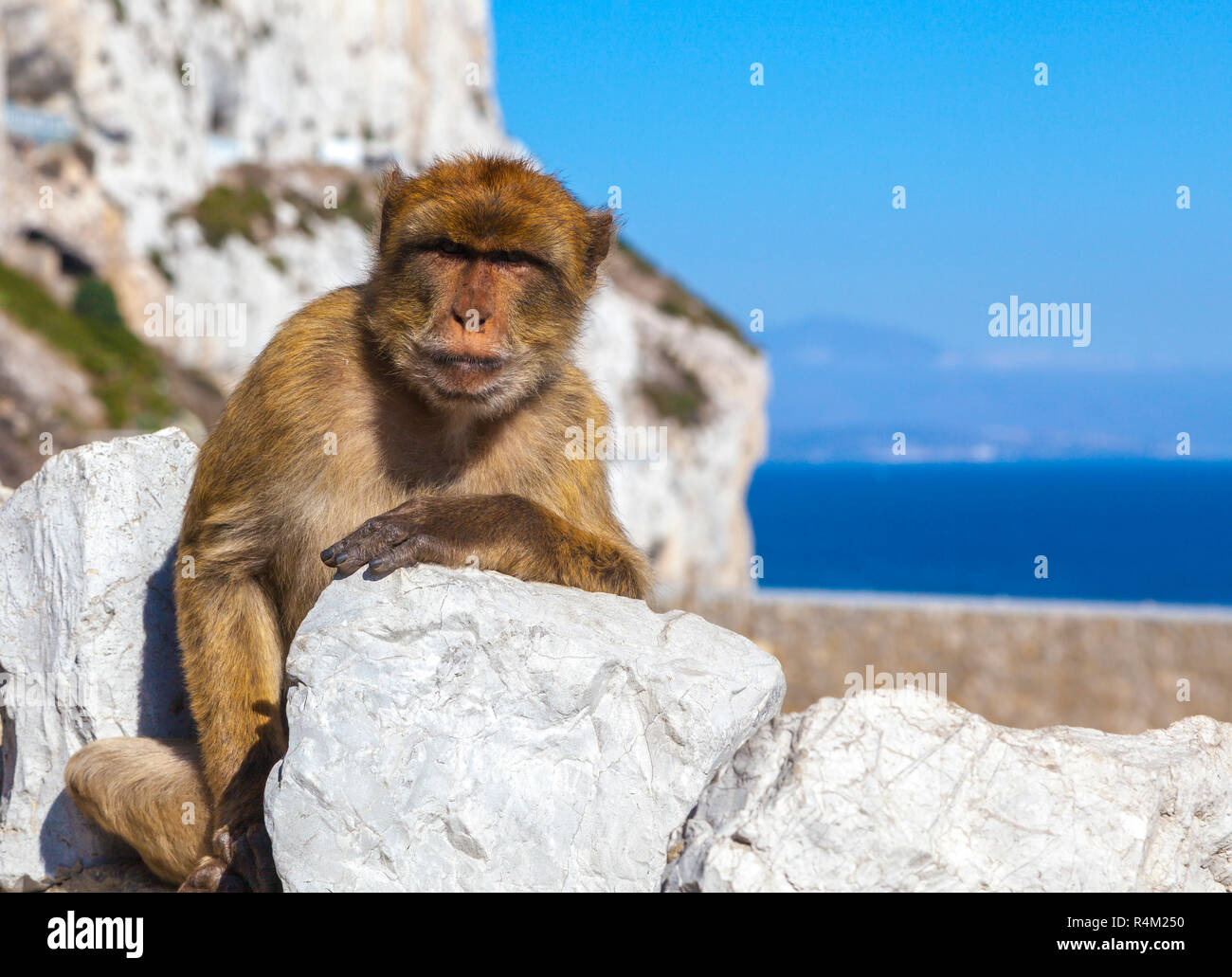 Monkey in Gibraltar, Barbary Ape in the British overseas territory of ...