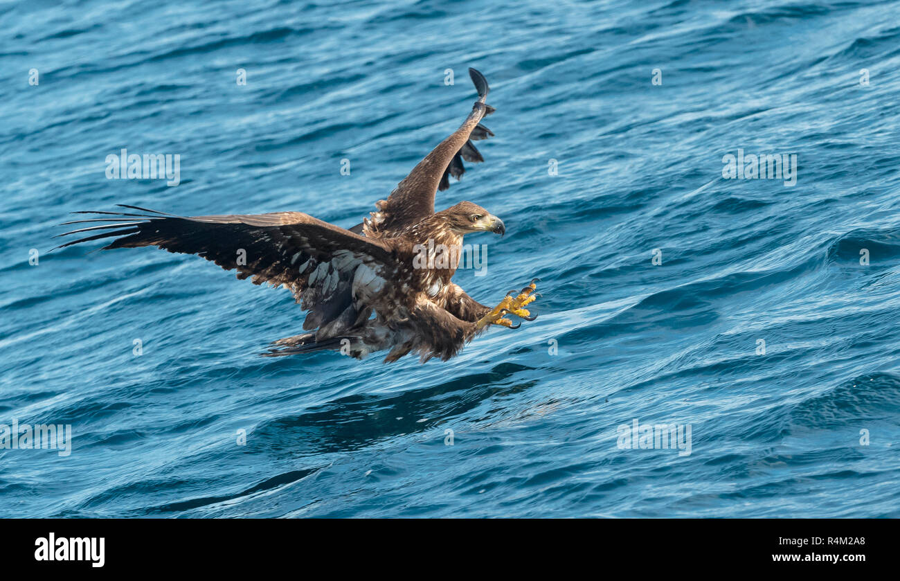 Juvenile White-tailed eagle fishing. Ocean Background. Scientific name ...