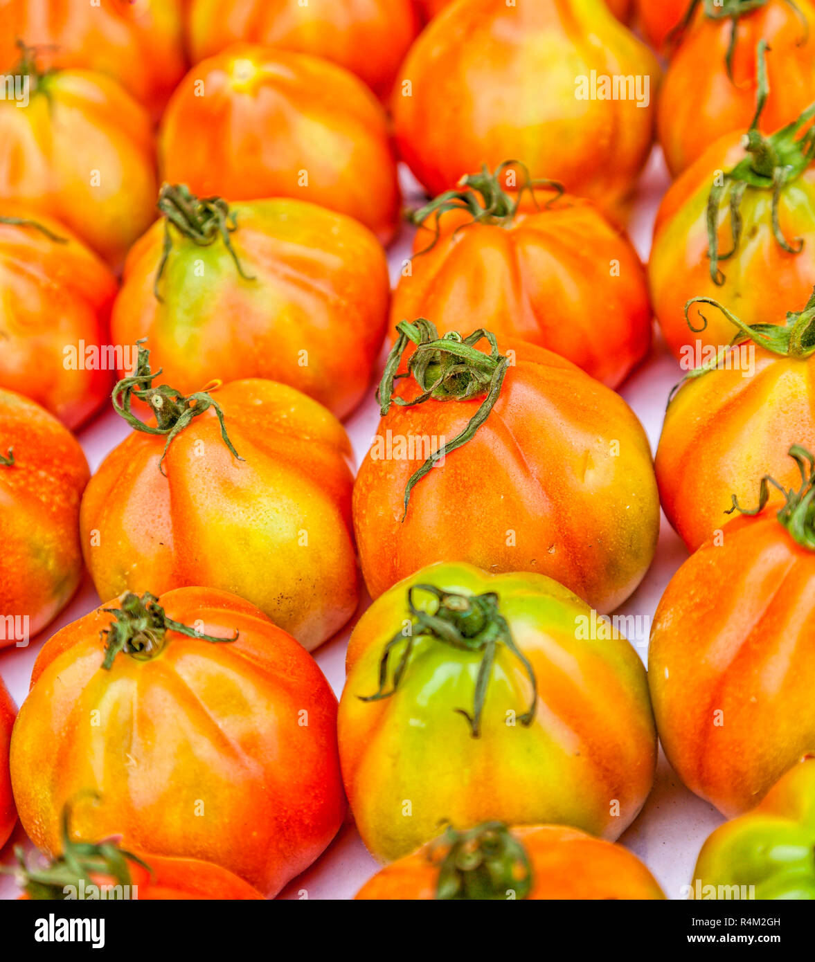 Oxheart tomato hi-res stock photography and images - Alamy