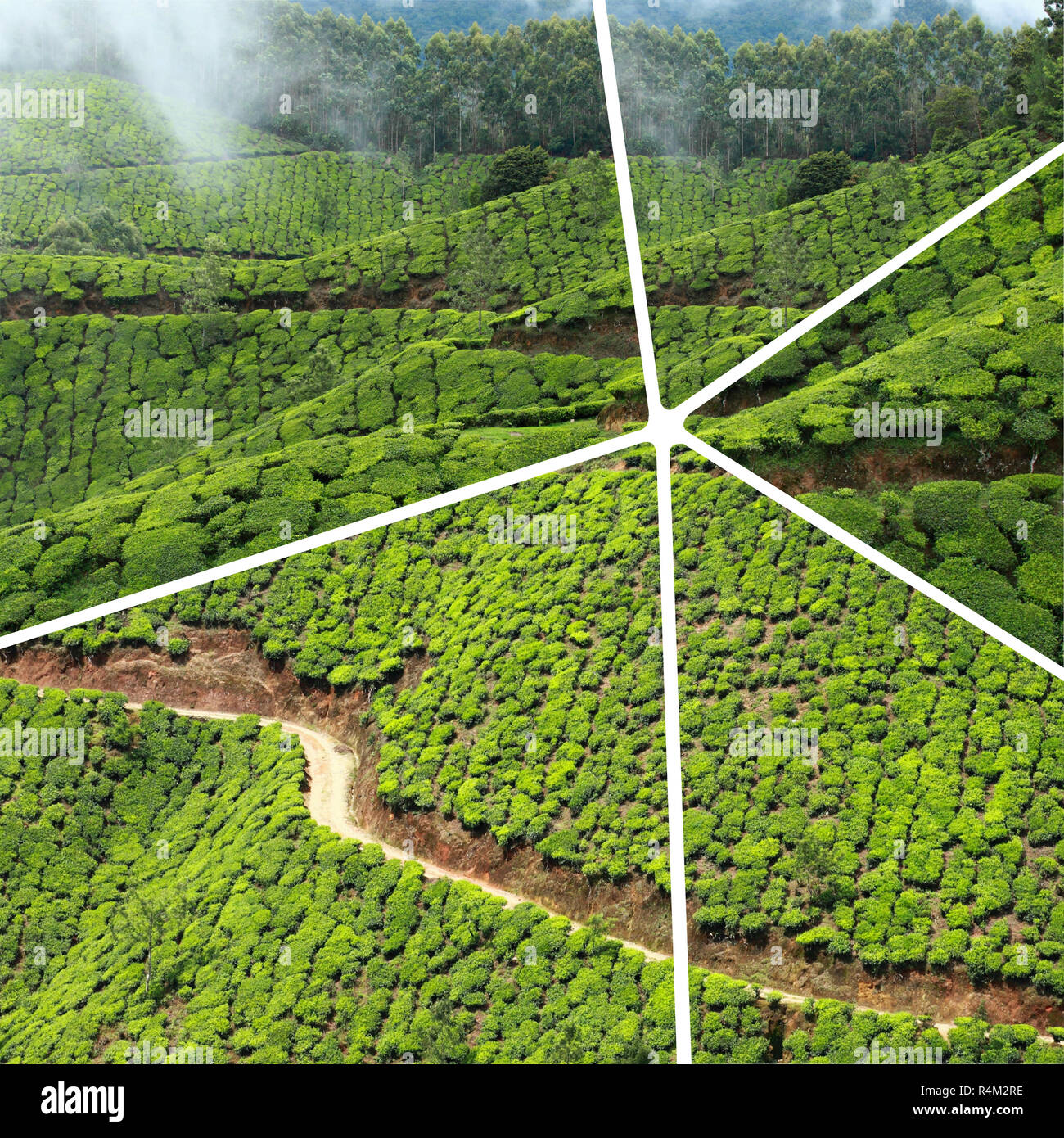 Collage of tea plantations in Munnar ( India ) images - travel ...