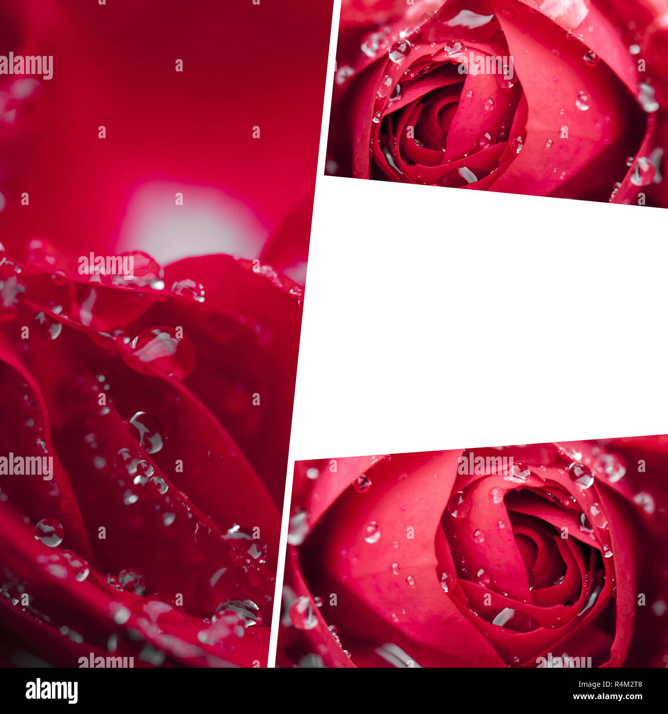 Collage of Red Rose Stock Photo - Alamy