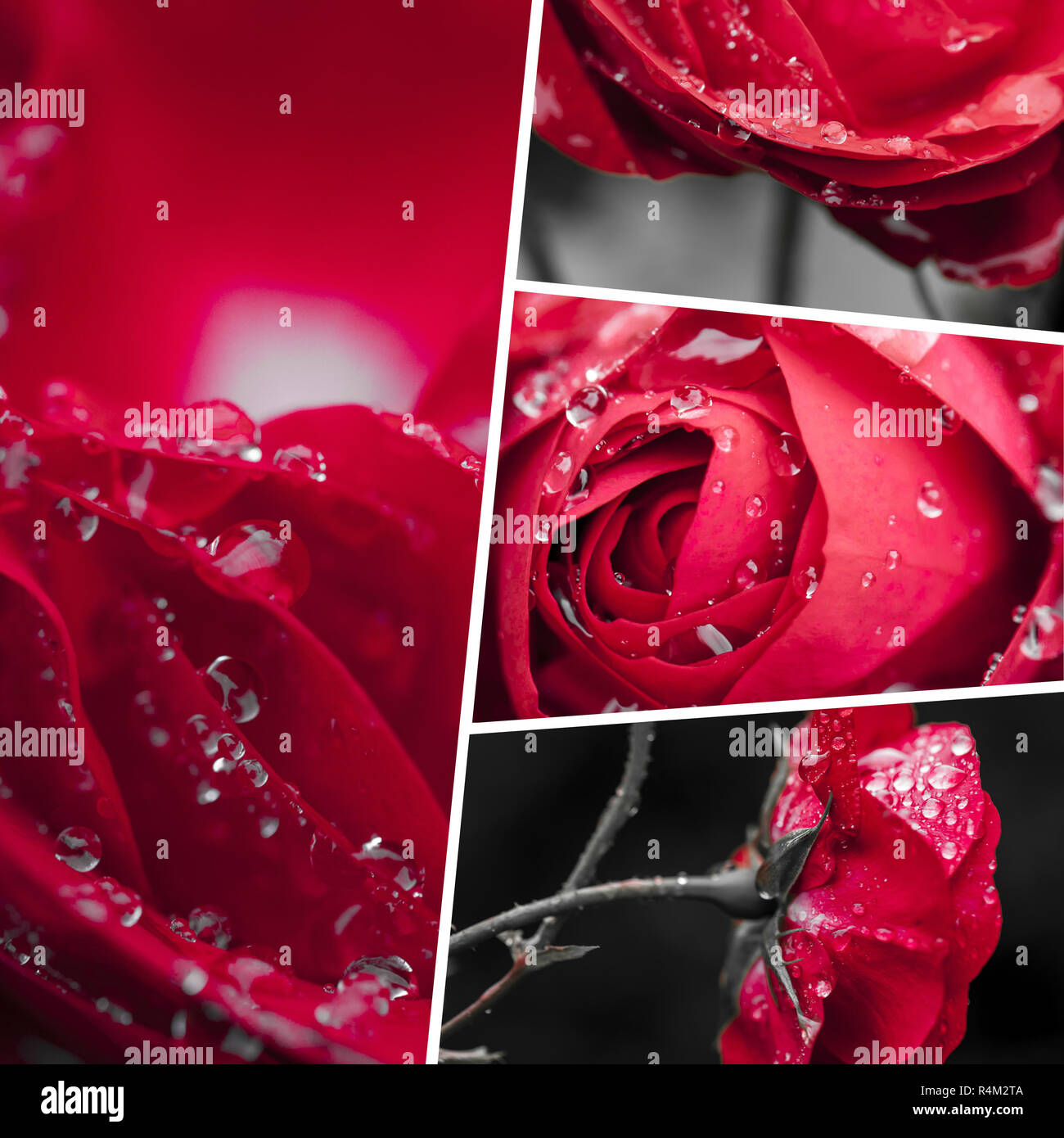 Collage of Red Rose Stock Photo - Alamy