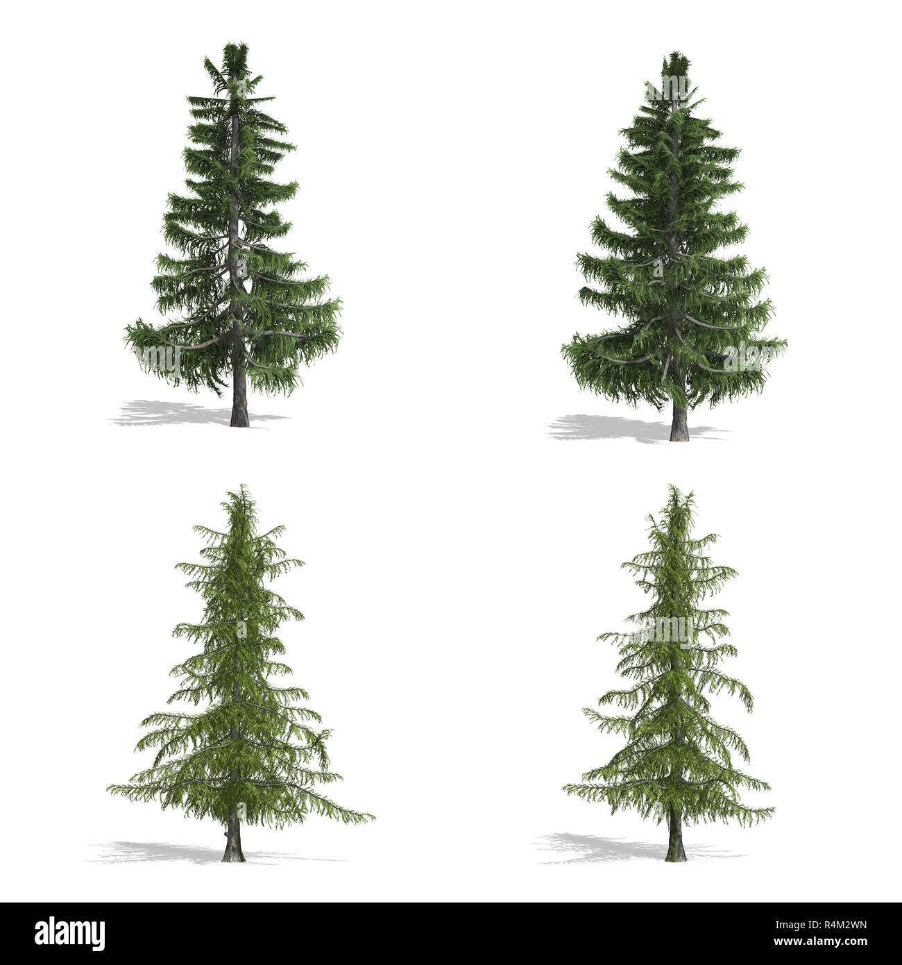 Cedar tree leaves Cut Out Stock Images & Pictures - Alamy