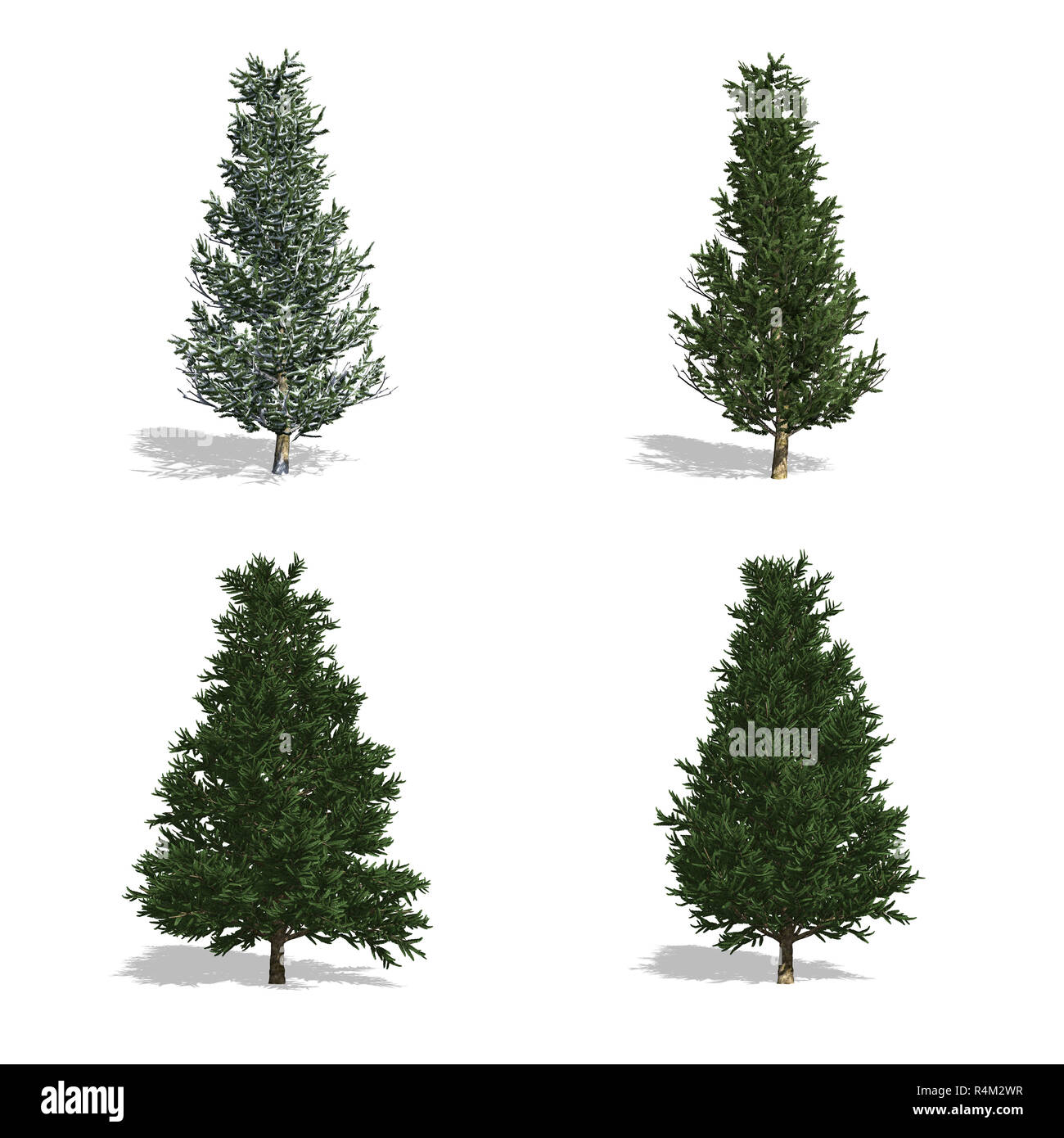 Trunk fir bark forest Cut Out Stock Images & Pictures - Alamy