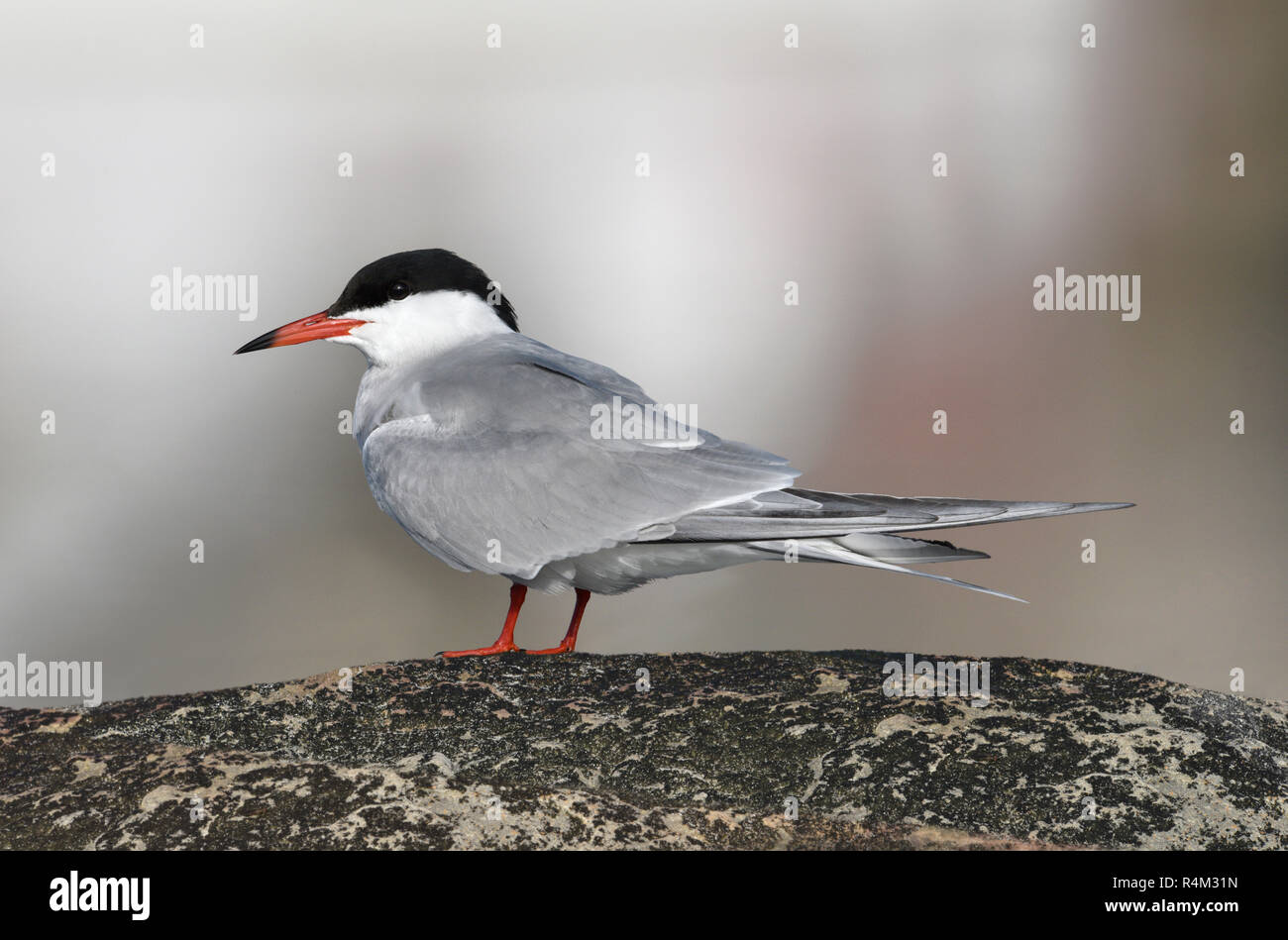 Common tern - Sterna hirundo Stock Photo - Alamy