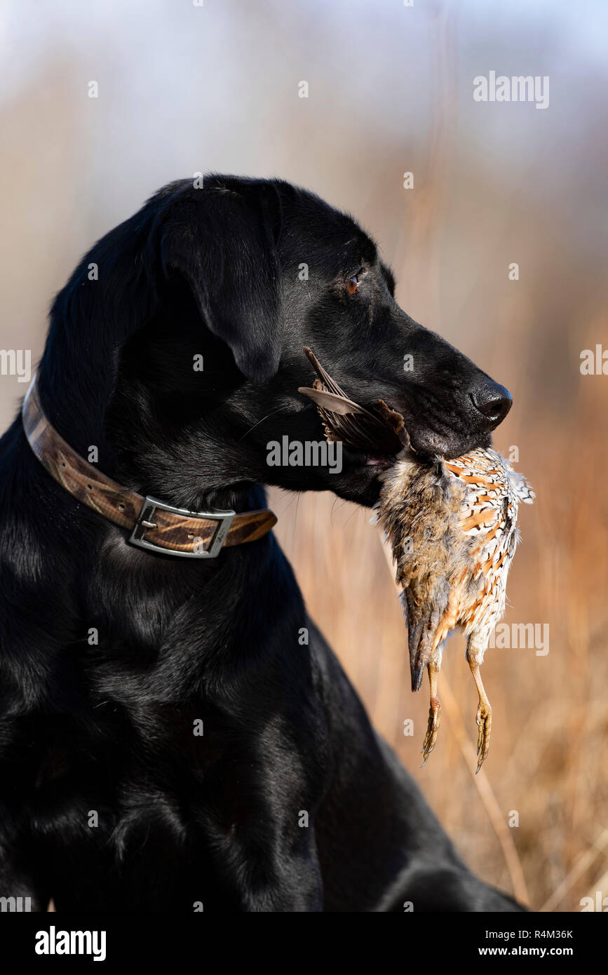 A Black Labrador retriever hunting dog with a Bobwhite Quail on a ...