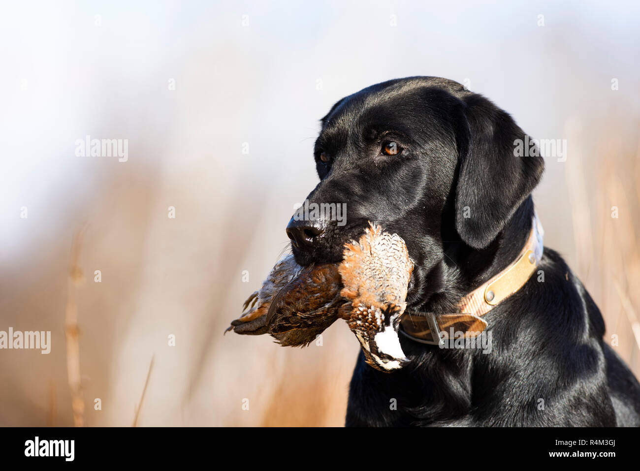 A Black Labrador retriever hunting dog with a Bobwhite Quail on a ...