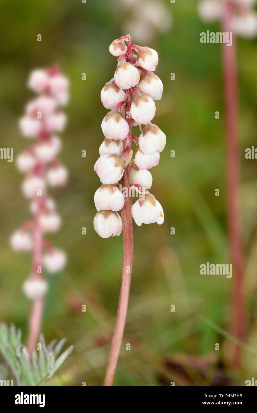 Common Wintergreen - Pyrola minor Stock Photo - Alamy