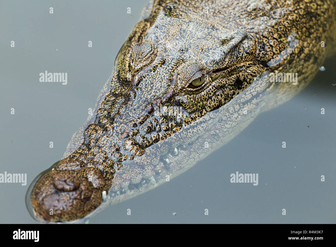 Top view of crocodile swimming Stock Photo - Alamy