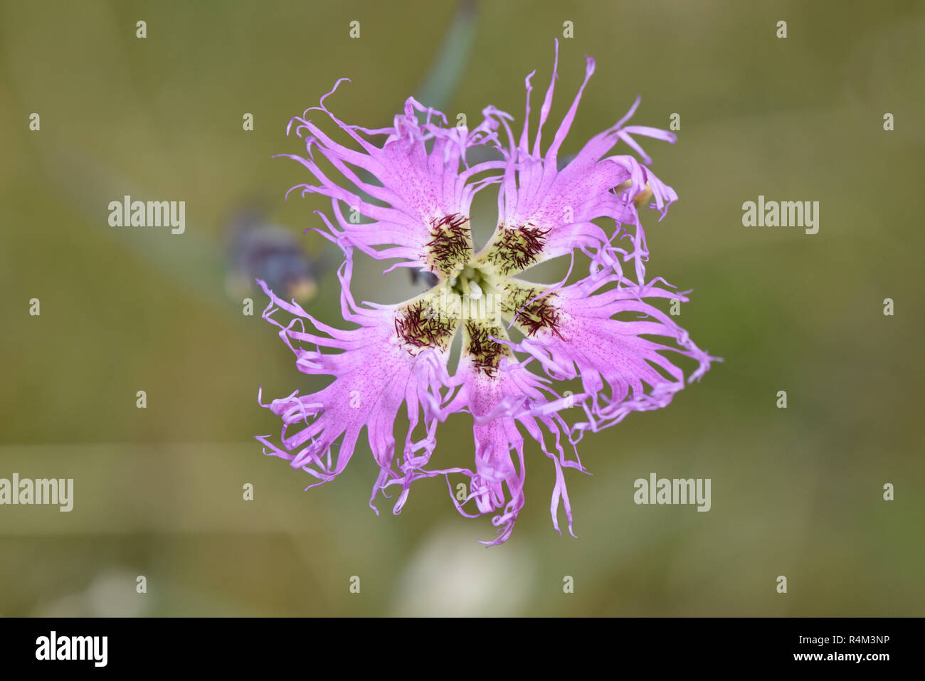 Fringed Pink - Dianthus superbus Stock Photo - Alamy