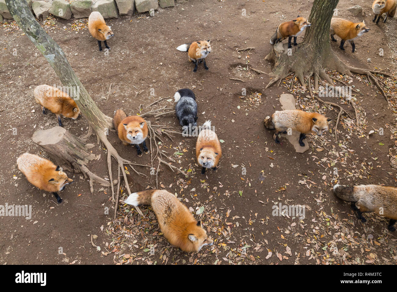 Group of fox Stock Photo - Alamy