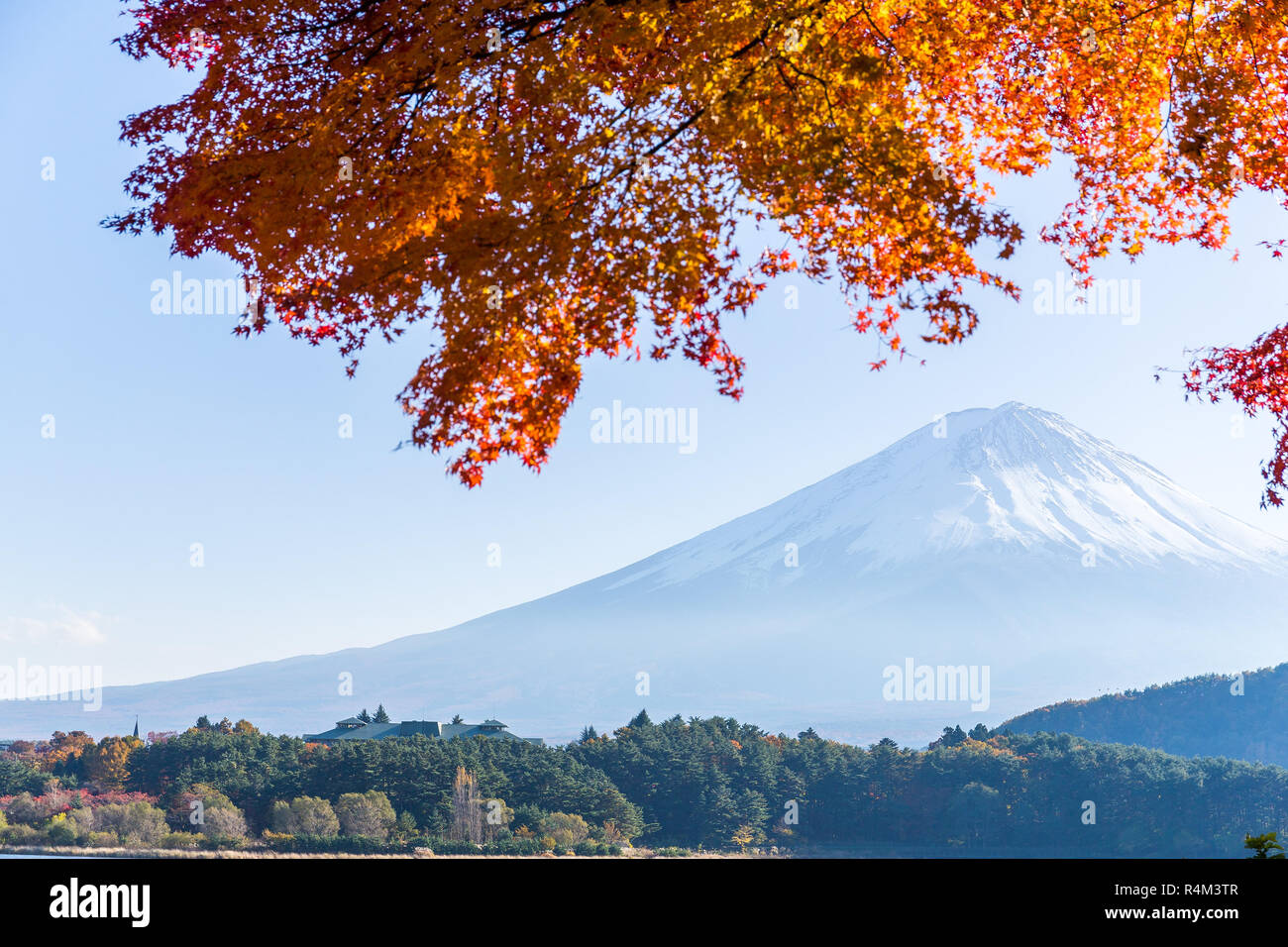 Fuji and maple tree Stock Photo - Alamy