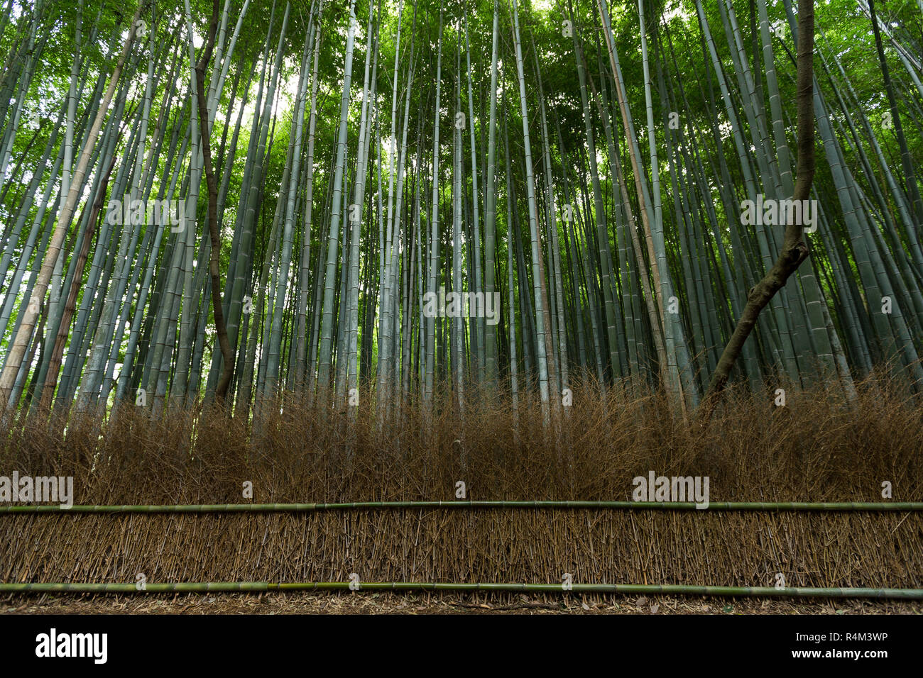 Bamboo Pathway High Resolution Stock Photography and Images - Alamy