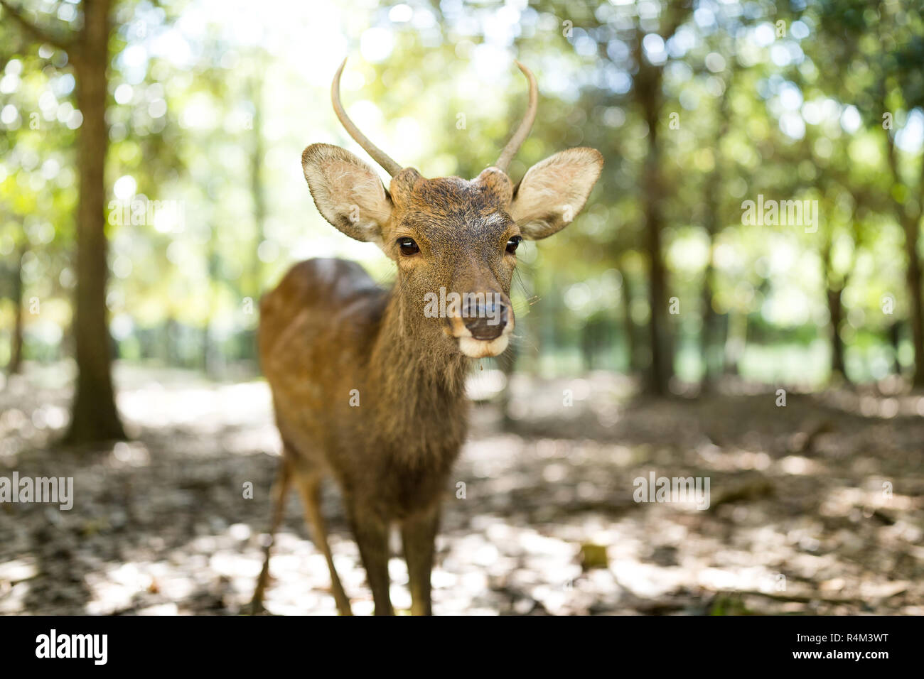 Deer at outdoor Stock Photo - Alamy