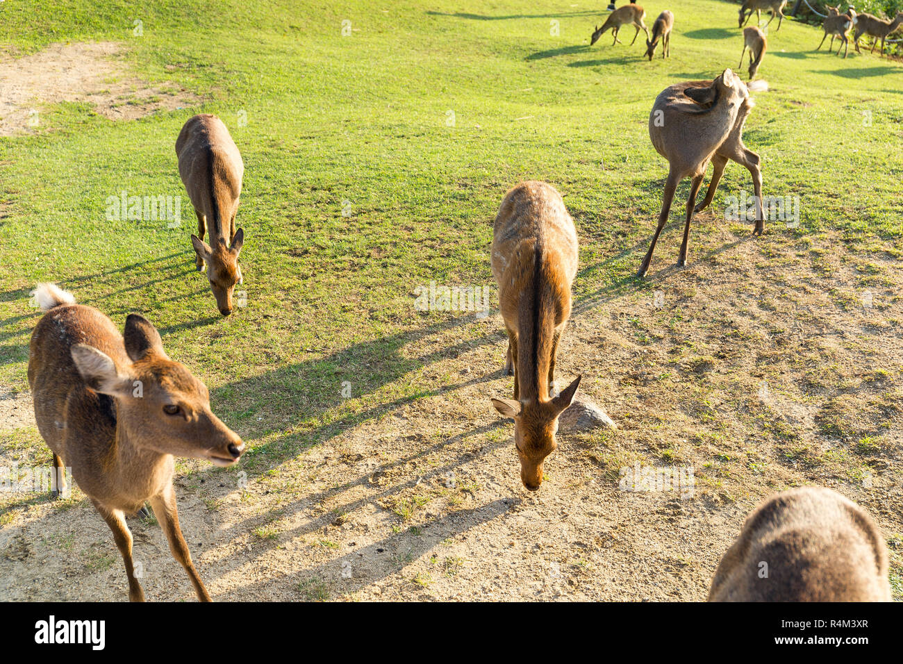 Deer at farm Stock Photo - Alamy