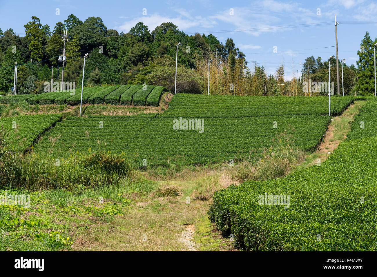 Fresh Green Tea farm Stock Photo - Alamy