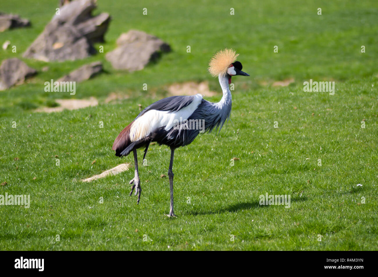 Black and yellow crane fly hi-res stock photography and images - Alamy