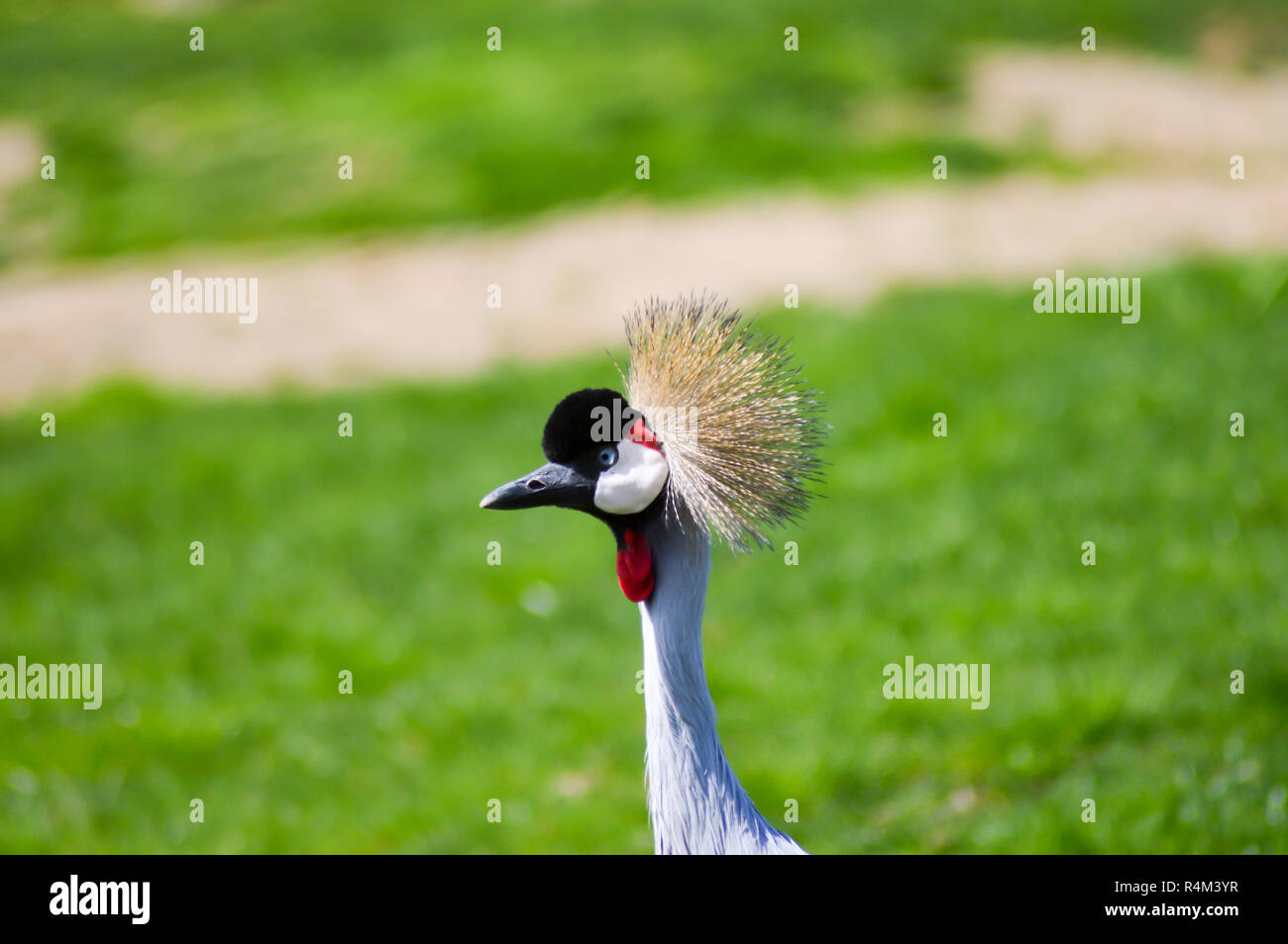 Black and yellow crane fly hi-res stock photography and images - Alamy