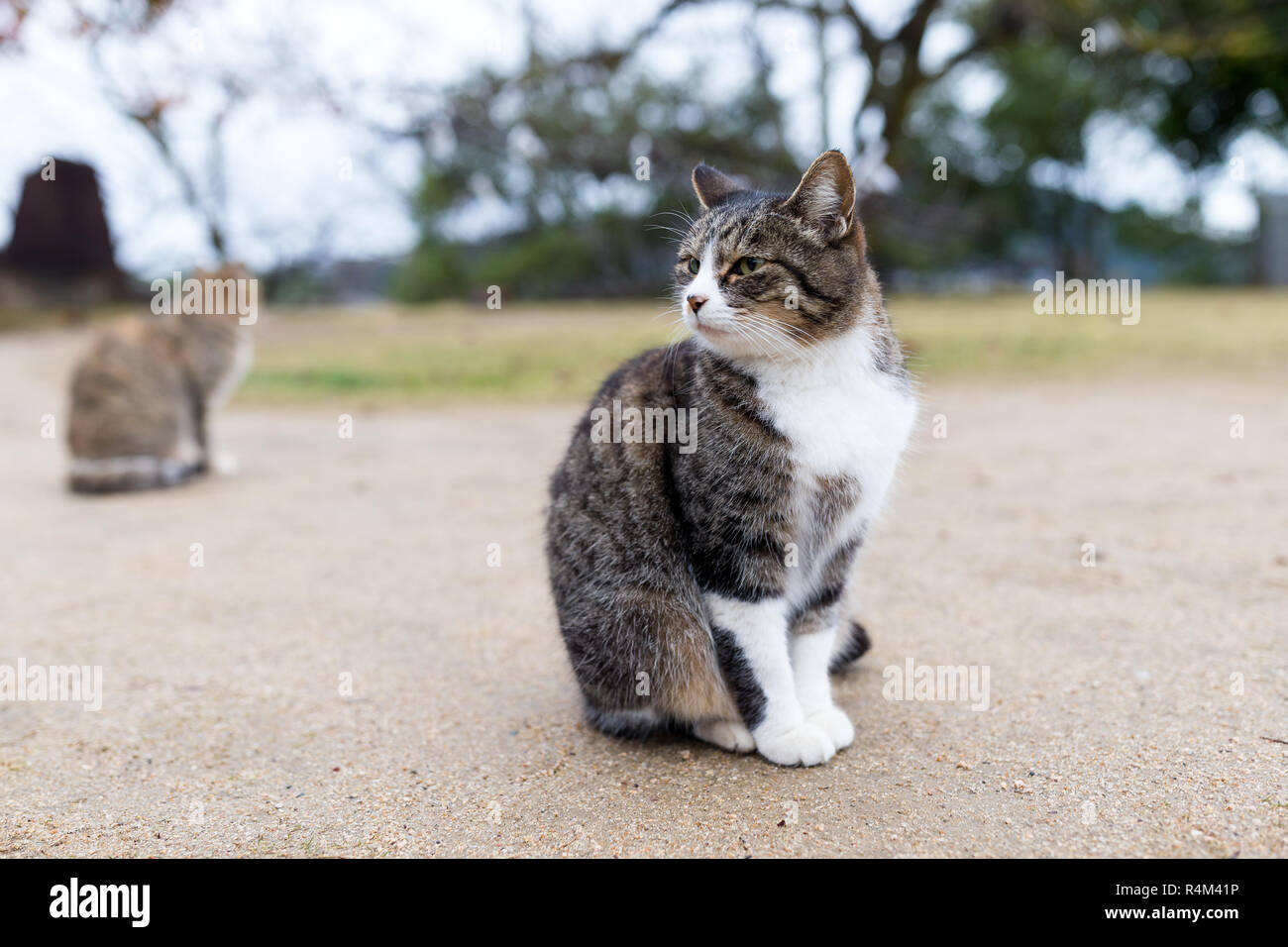 Lovely cat outdoor Stock Photo - Alamy