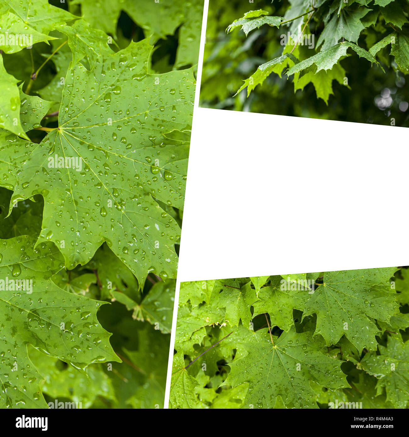 Collage of Green nature leaves Stock Photo - Alamy