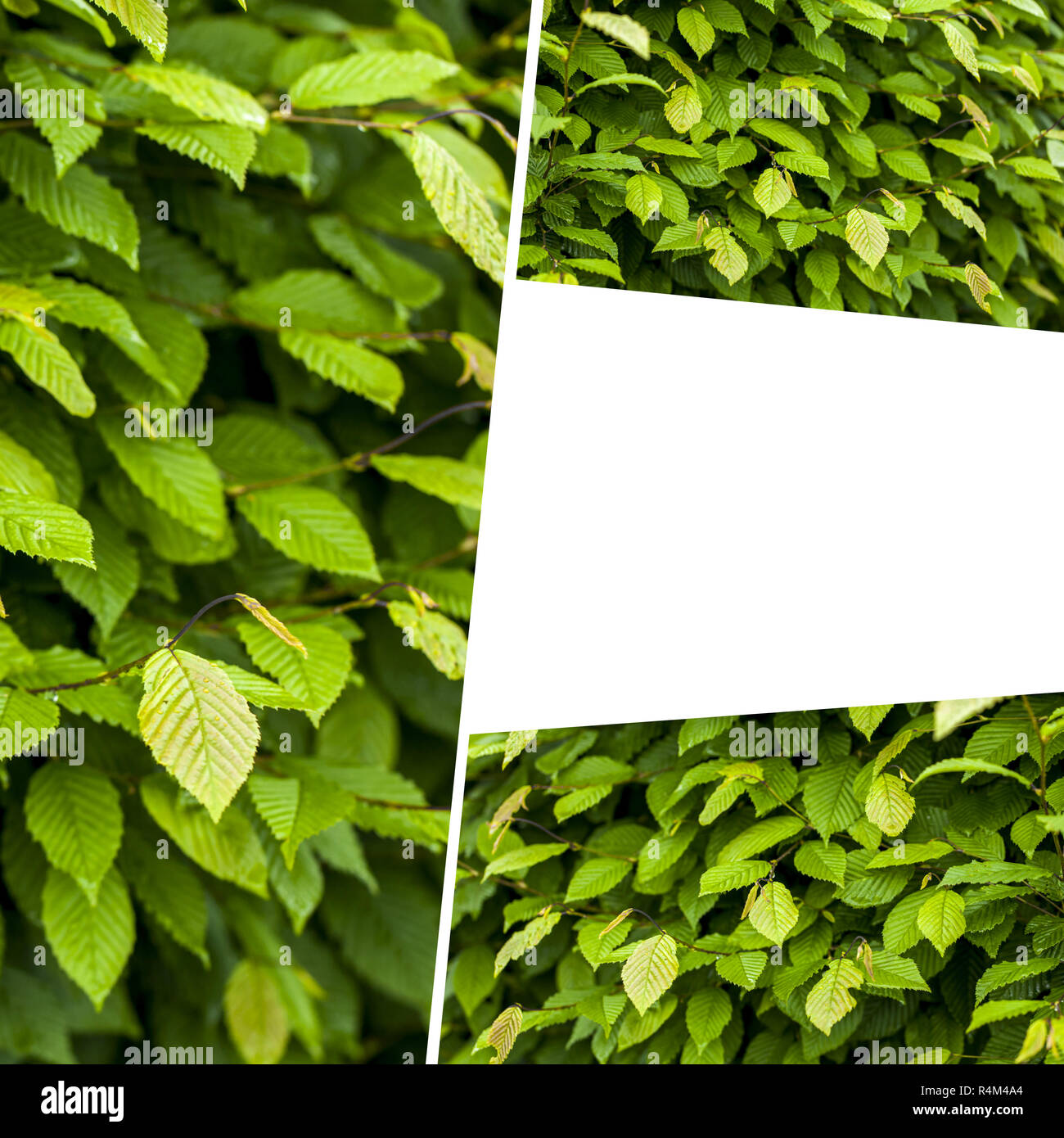 Collage of Green nature leaves Stock Photo - Alamy
