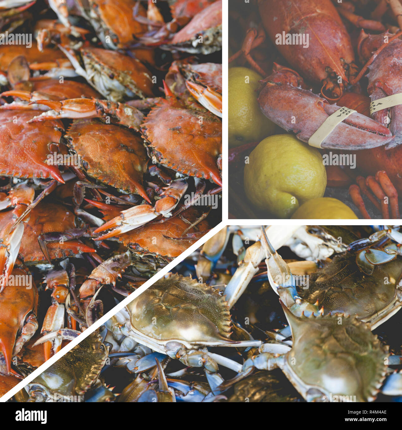 Collage of Crabs Stock Photo - Alamy