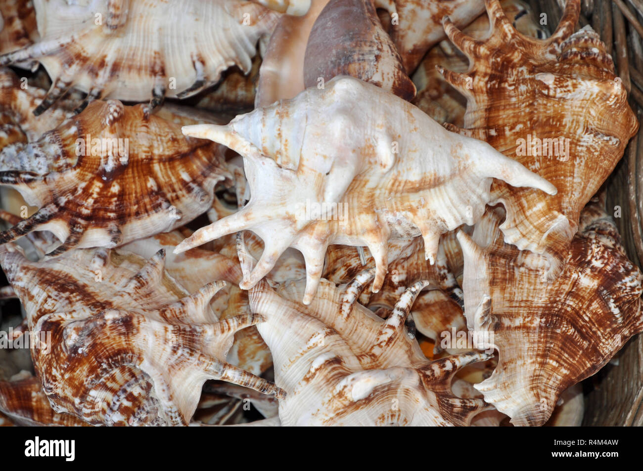 Ocean snails snail shells hi-res stock photography and images - Alamy