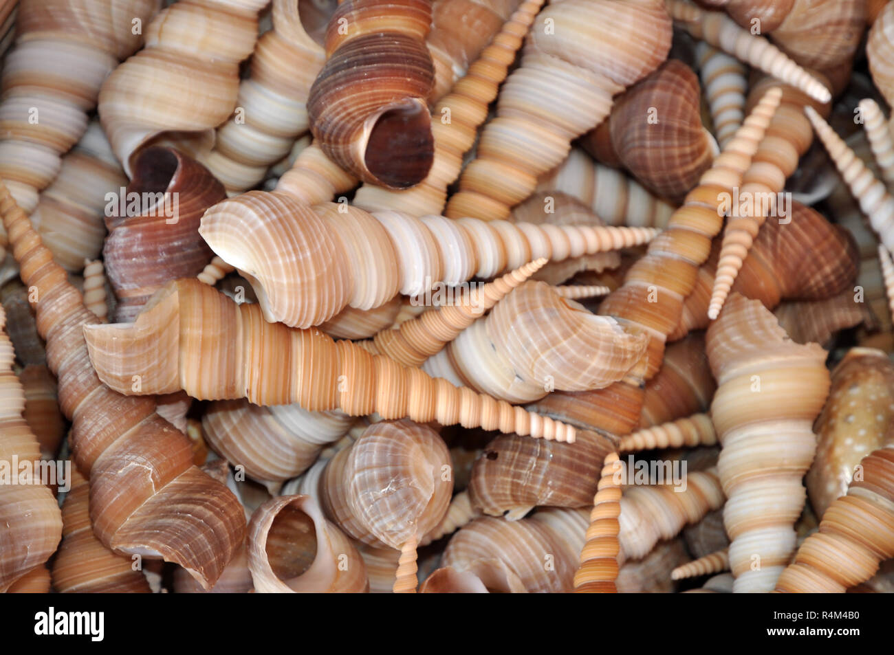 Ocean snails snail shells hi-res stock photography and images - Alamy