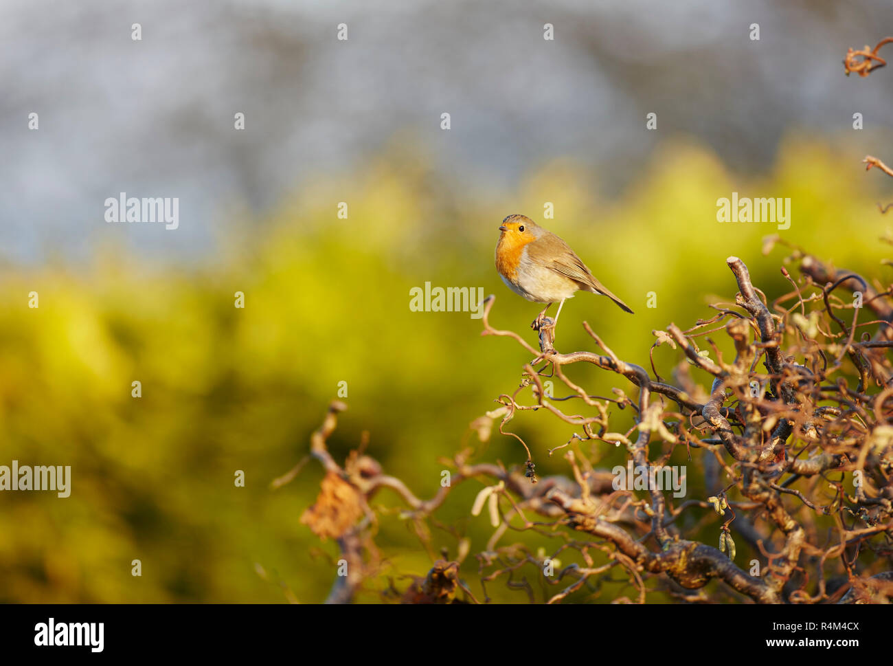 Contorted hazel hi-res stock photography and images - Alamy