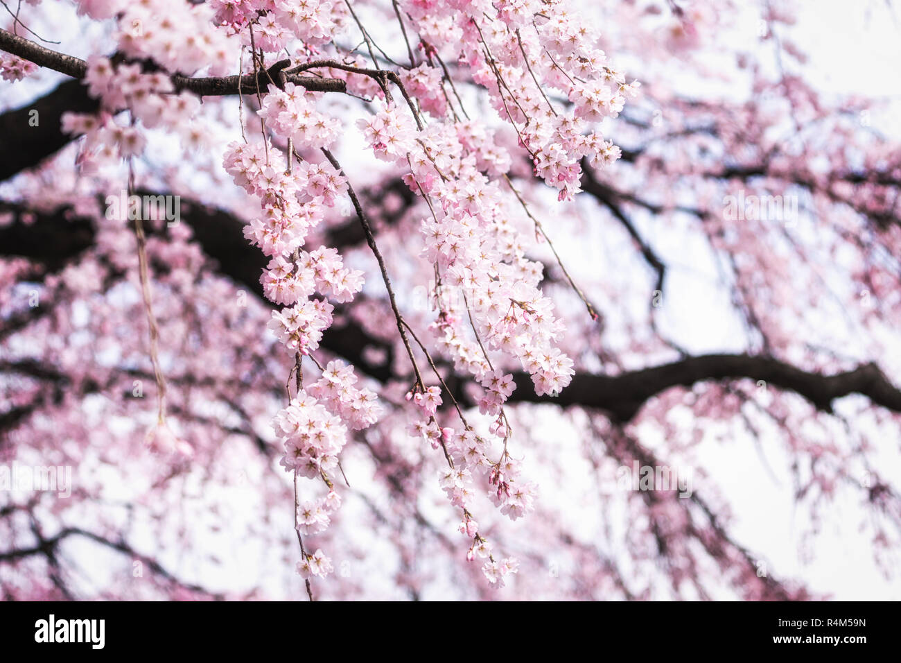 cherry blossoms in spring Stock Photo - Alamy
