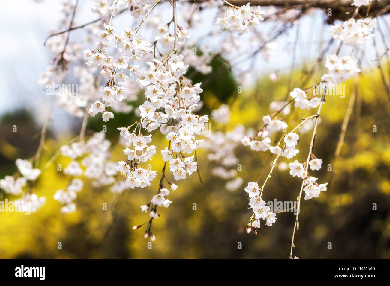 Prunus serrulata large tree hi-res stock photography and images - Alamy