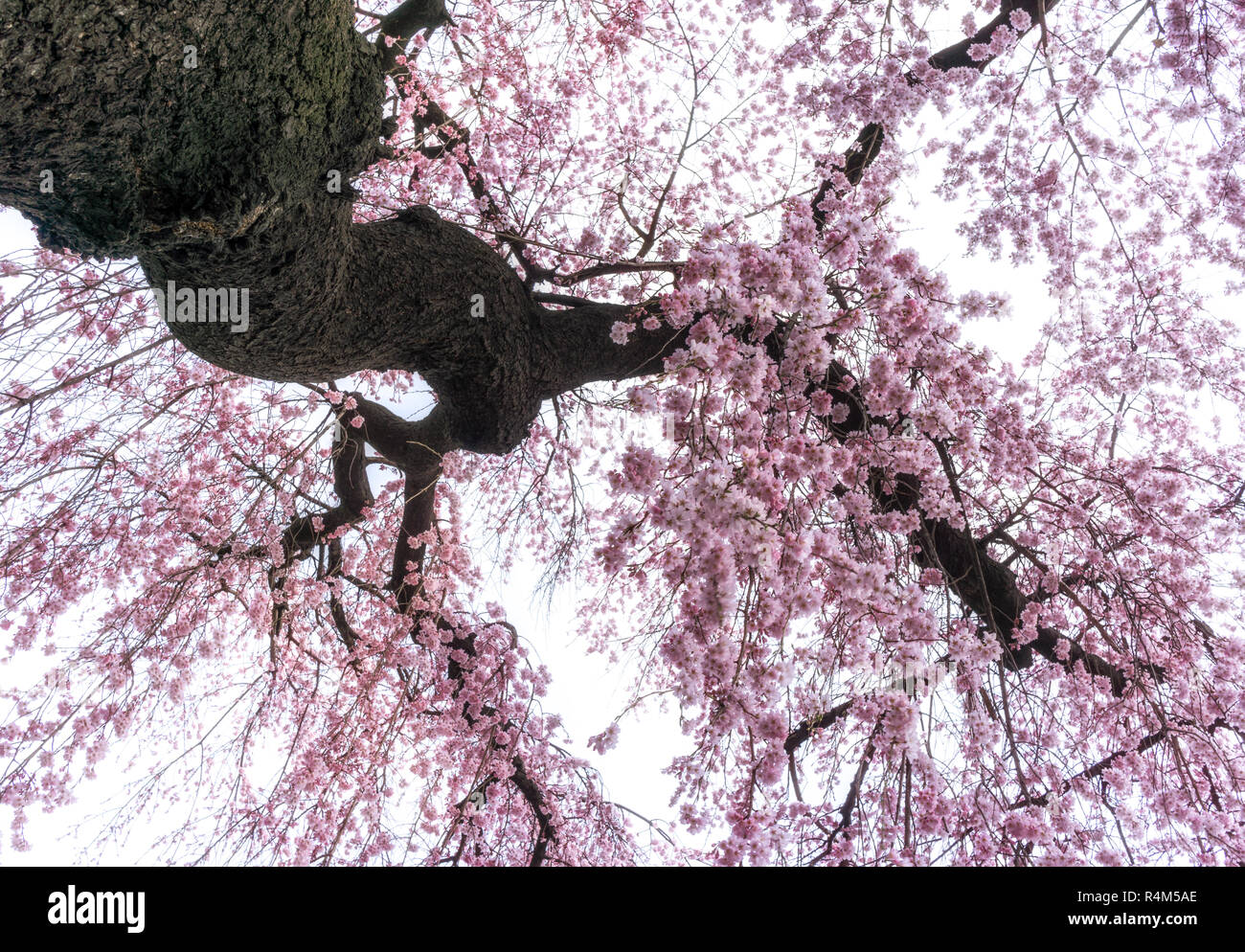 cherry blossoms in spring Stock Photo - Alamy