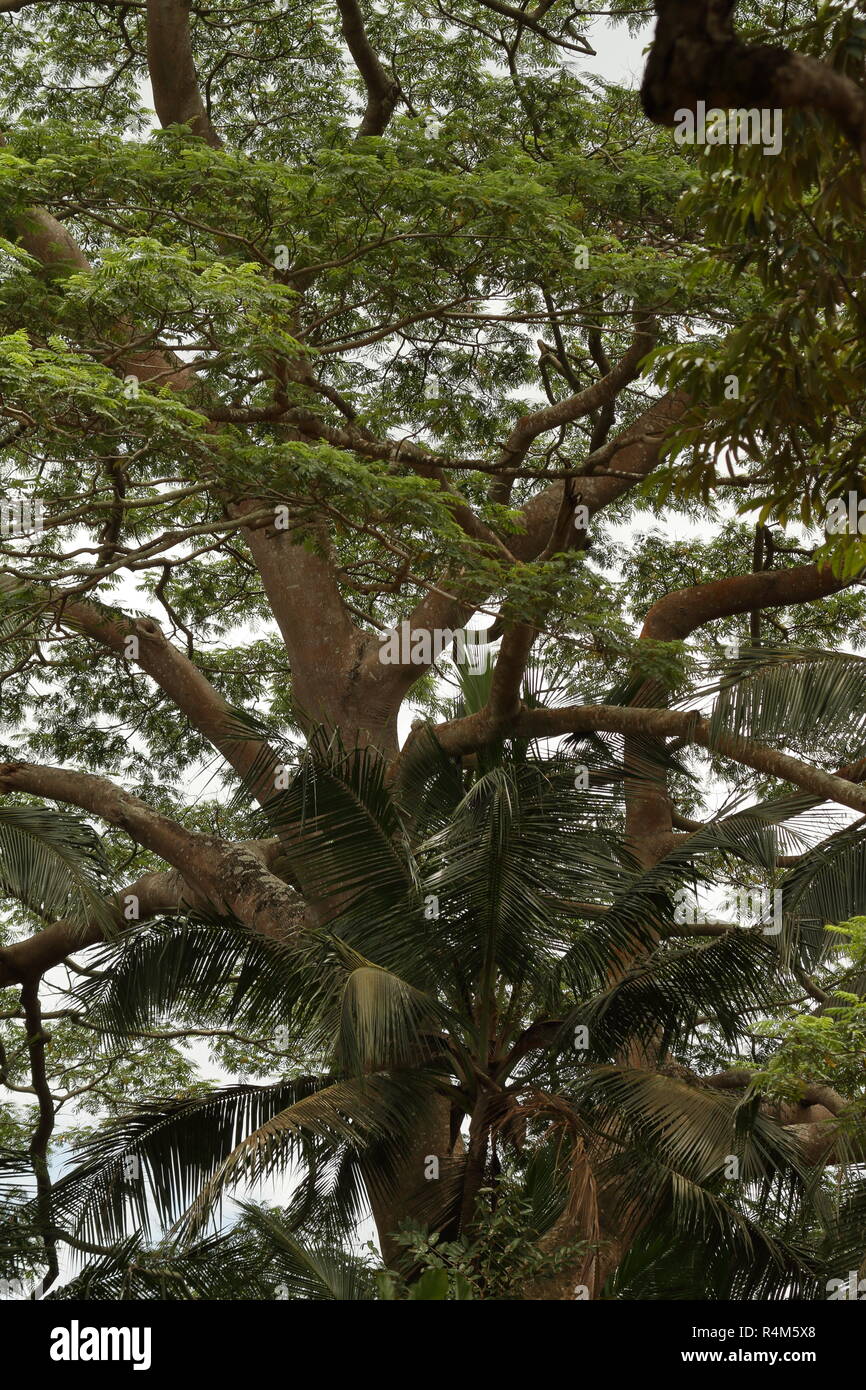 the palm tree forest in zanzibar Stock Photo - Alamy